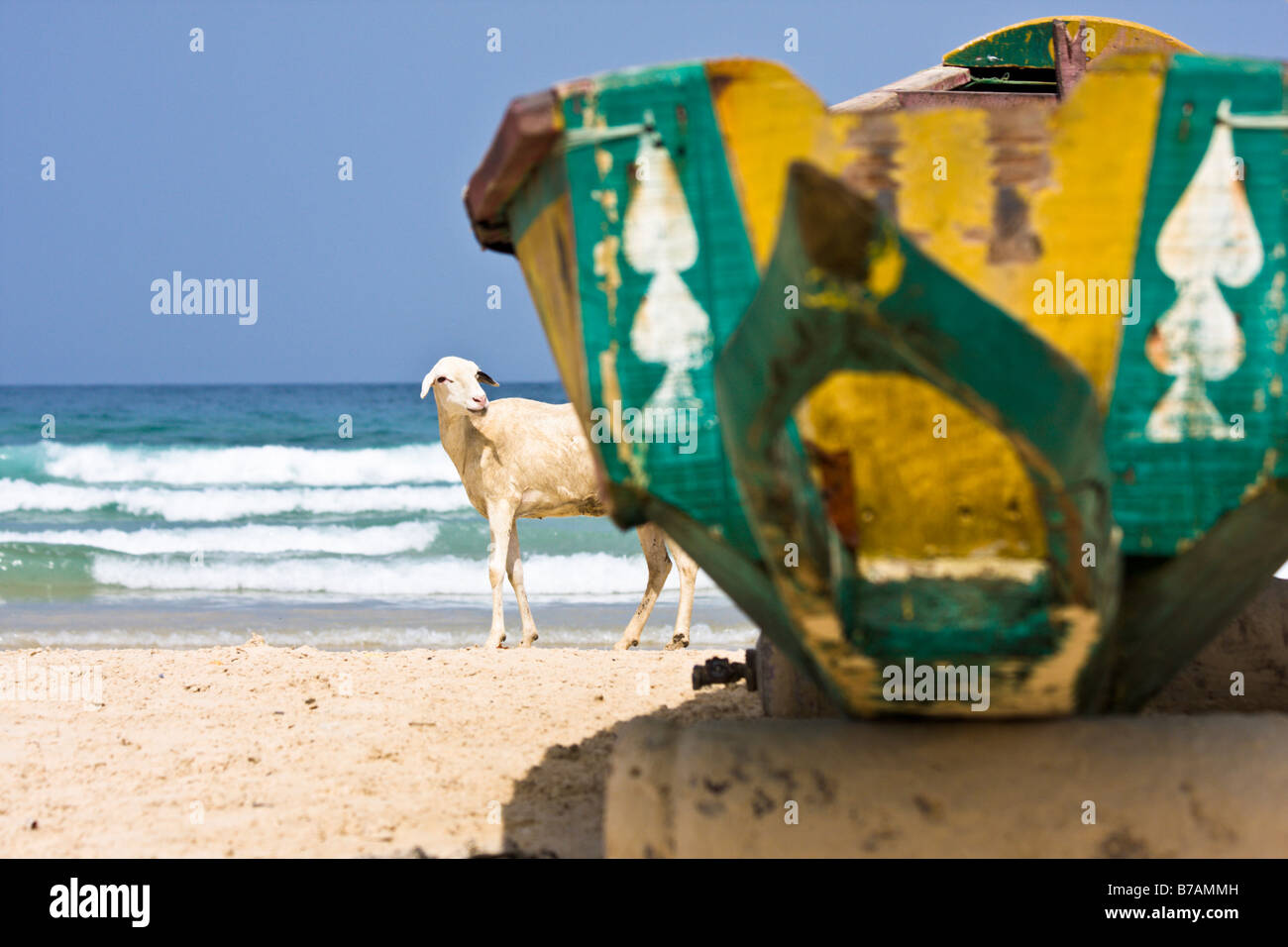 Sheep boat hi-res stock photography and images - Alamy
