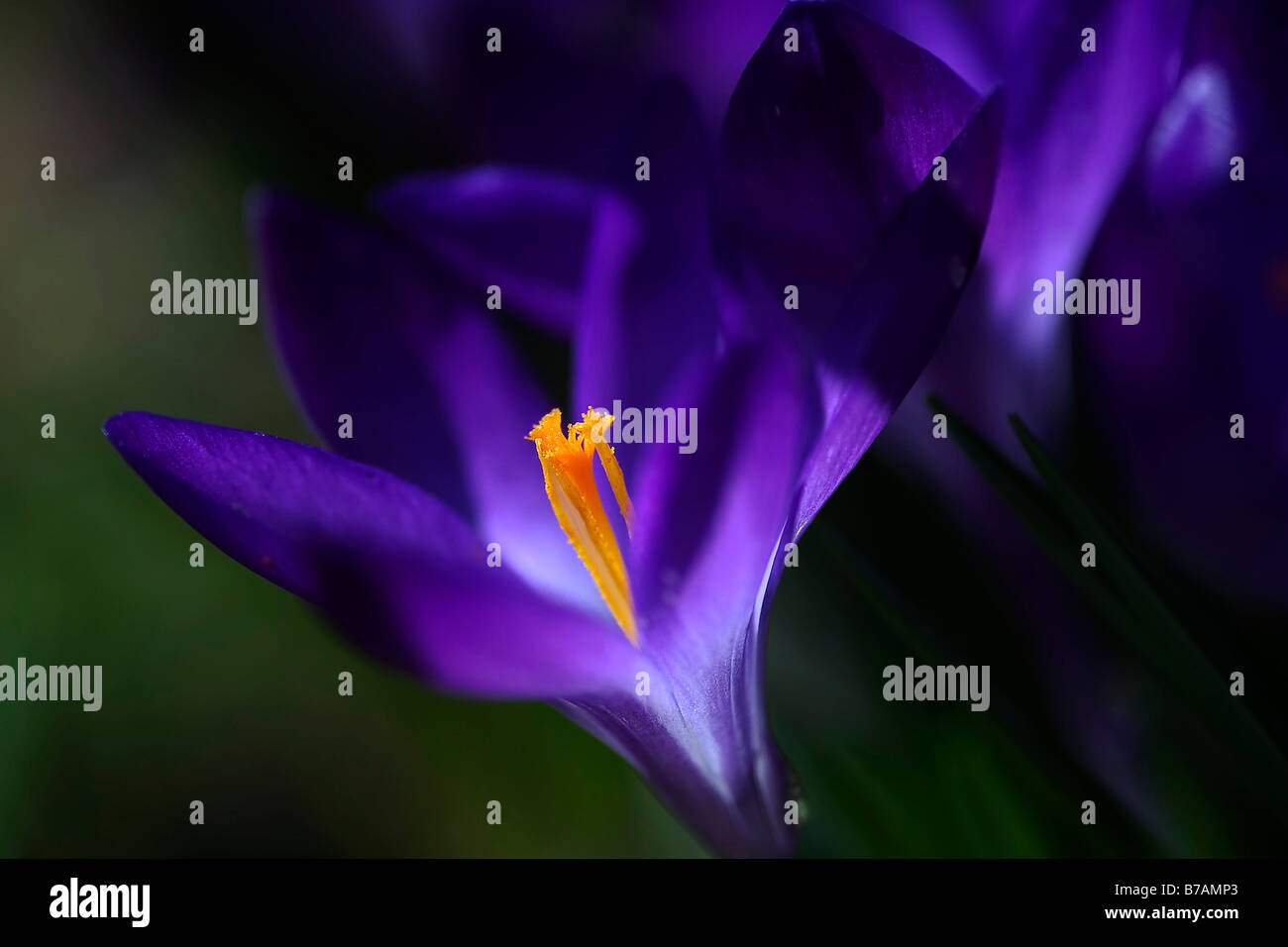 Crocus (Crocus) in light Stock Photo - Alamy