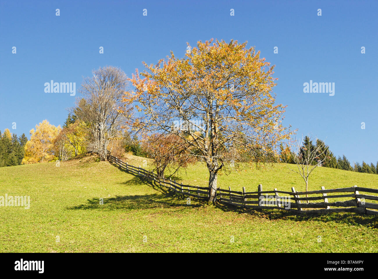Autumnal tree colours hi-res stock photography and images - Alamy