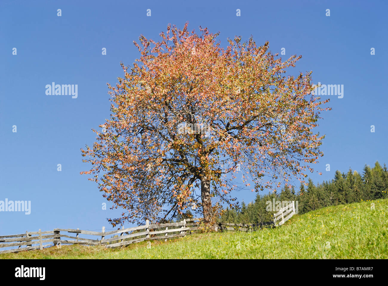 Wild Cherry tree (Prunus avium), autumnal colours, in an alpine pasture ...
