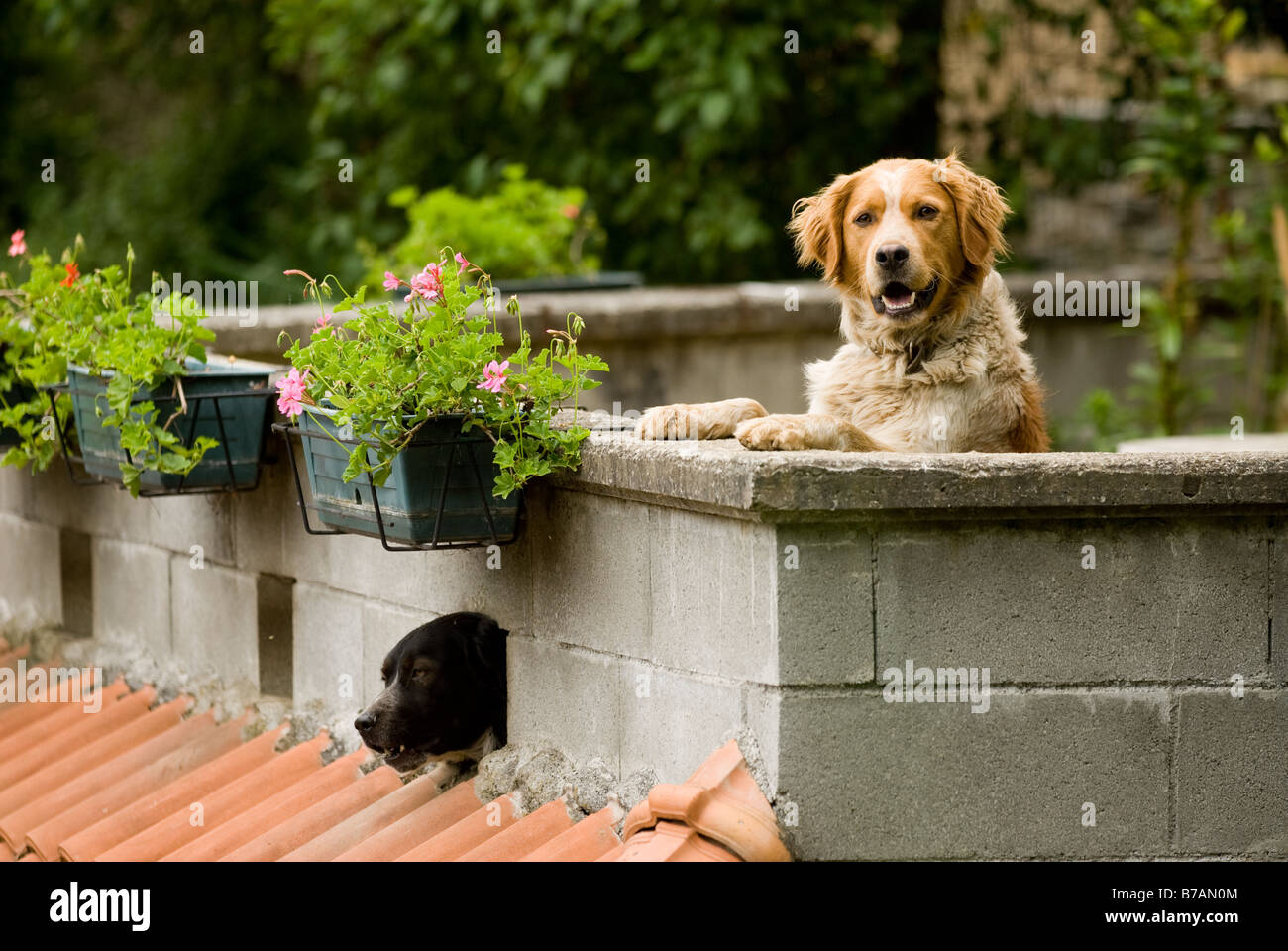Guard Dogs High Resolution Stock Photography and Images - Alamy