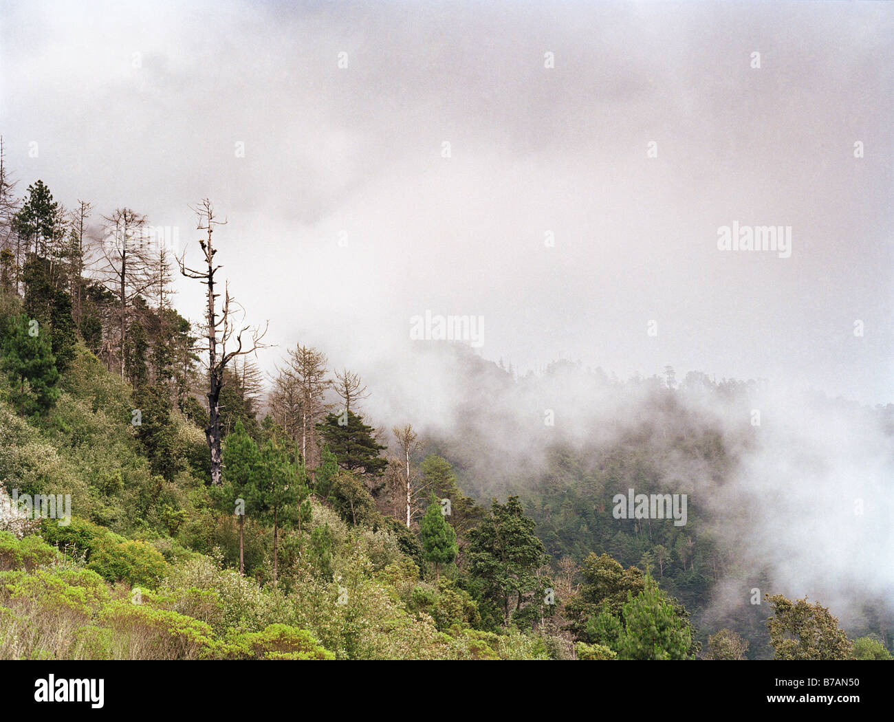 Fog low clouds over forest hi-res stock photography and images - Alamy