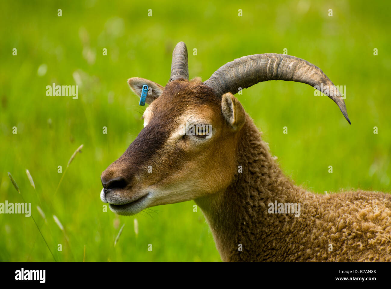 Soay sheep hi-res stock photography and images - Alamy