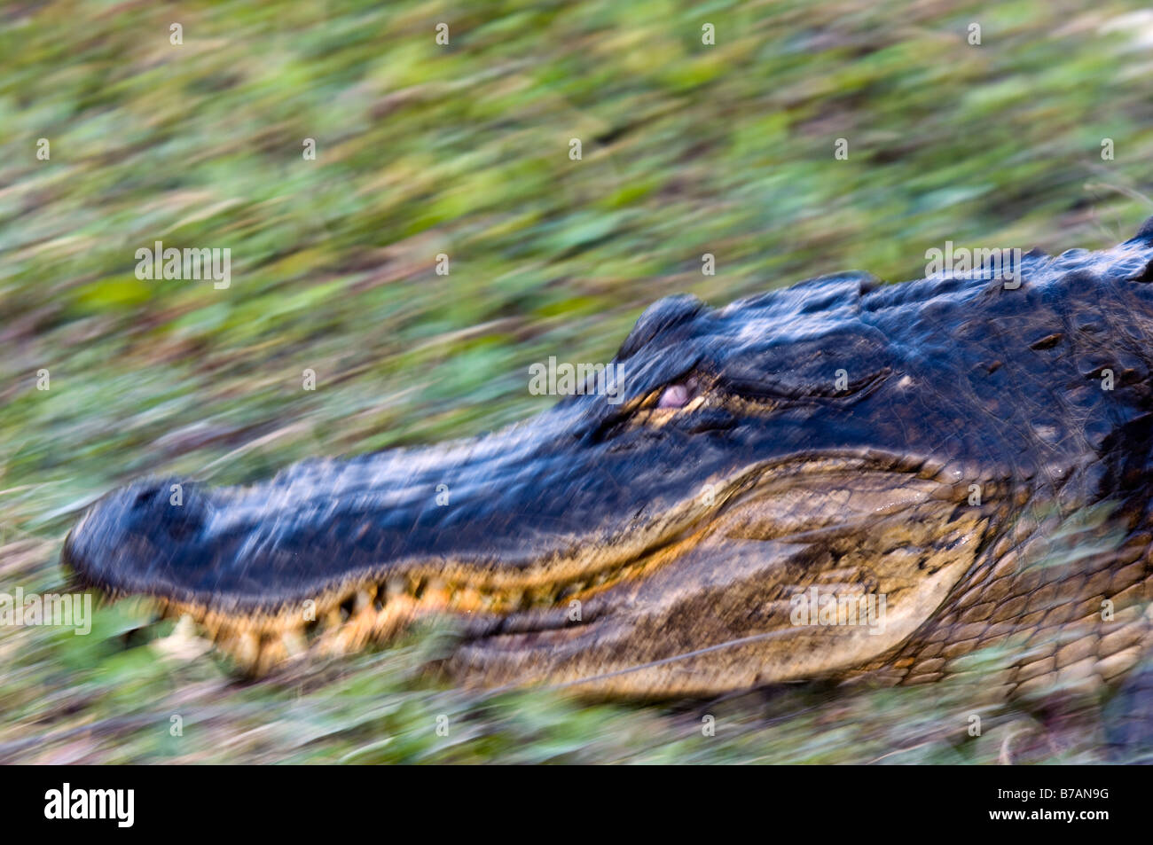 Wild unrestrained American Alligator Alligator mississippiensis in the ...