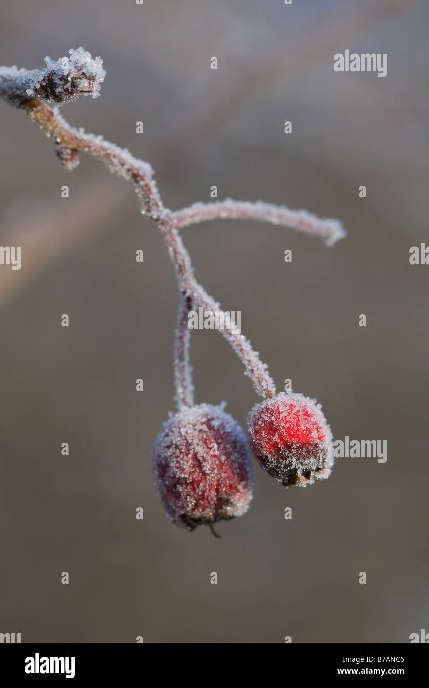 Red frosted berries hi-res stock photography and images - Alamy
