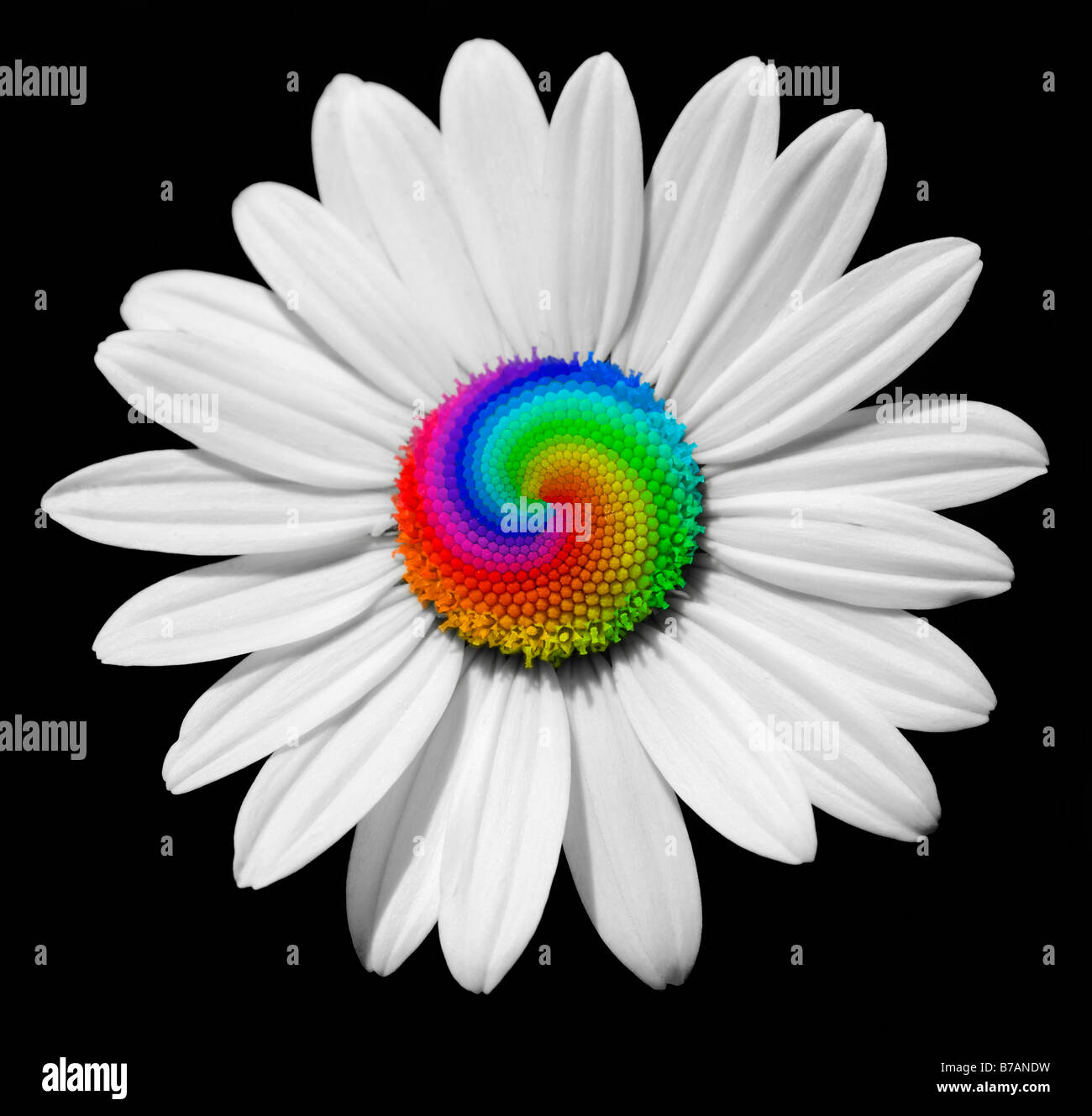 Psychedelic daisy retouched studio photo Stock Photo - Alamy