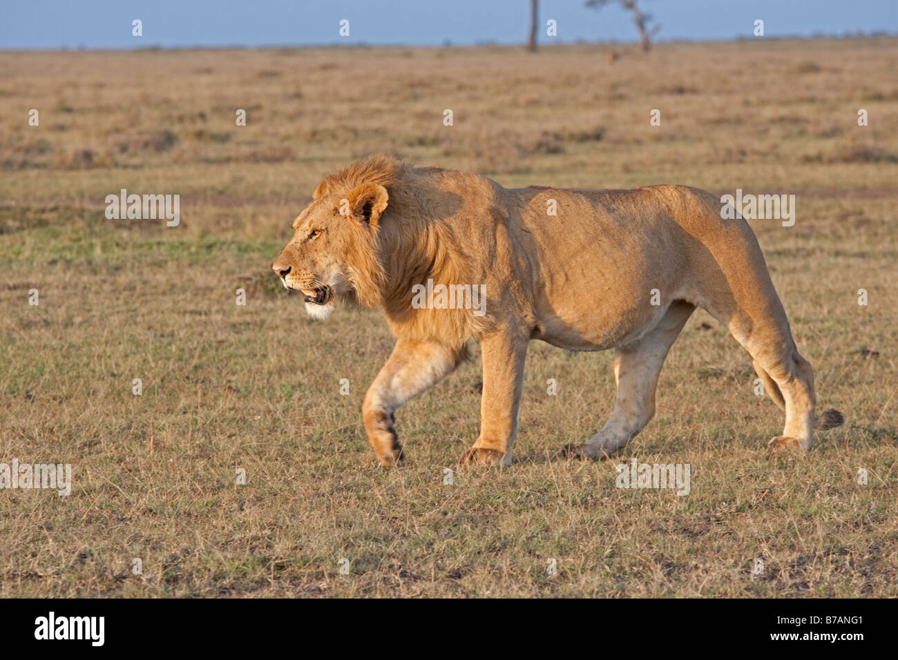 Lion walking hi-res stock photography and images - Alamy