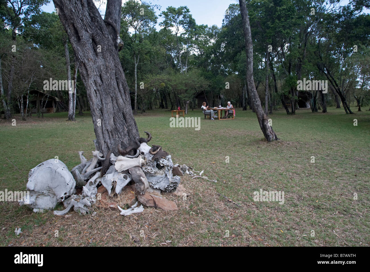 Duma tented safari camp Masai Mara North Reserve Kenya Stock Photo - Alamy