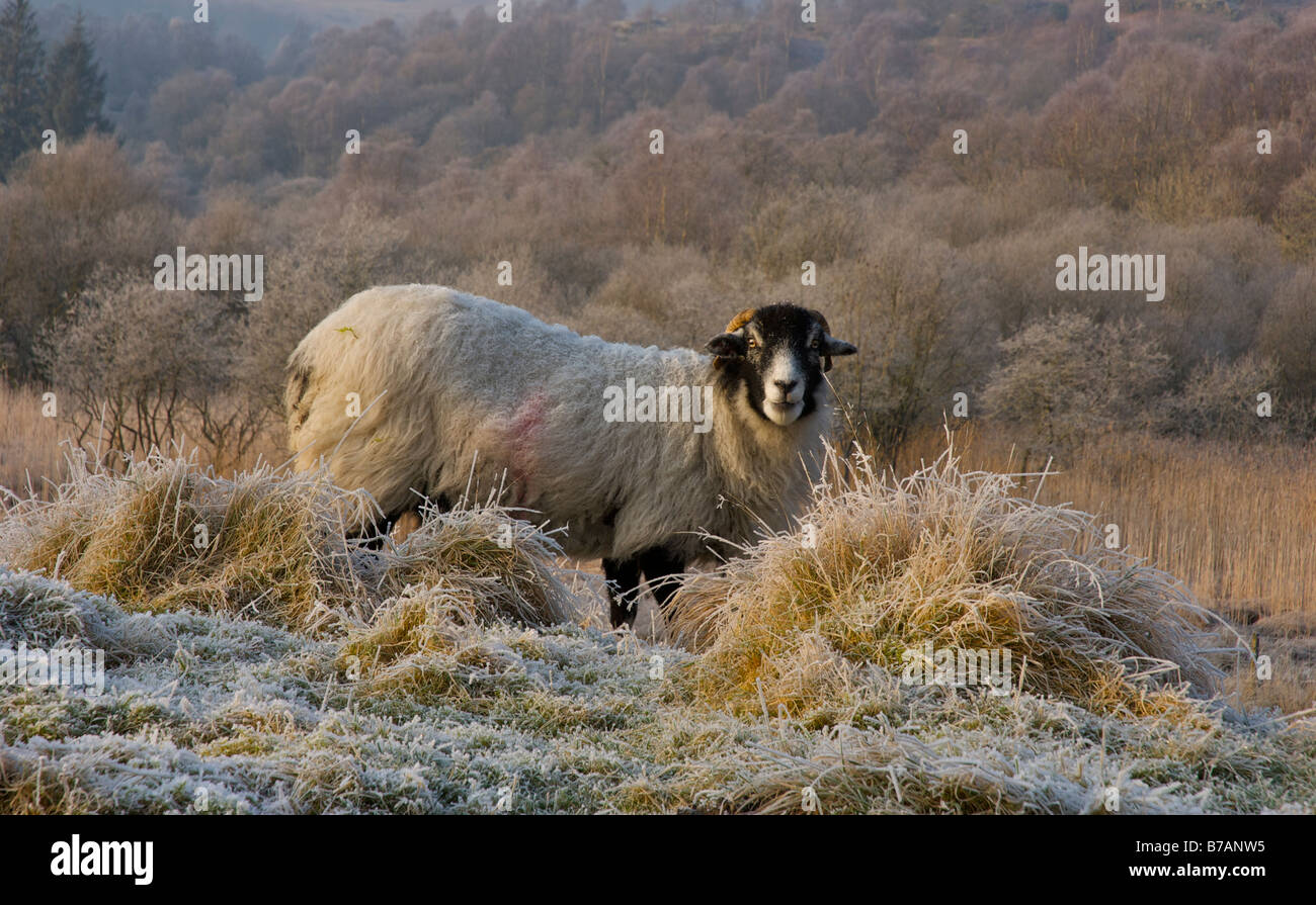 Sheep foraging for food in frozen pasture, near Rydal Water, Lake ...