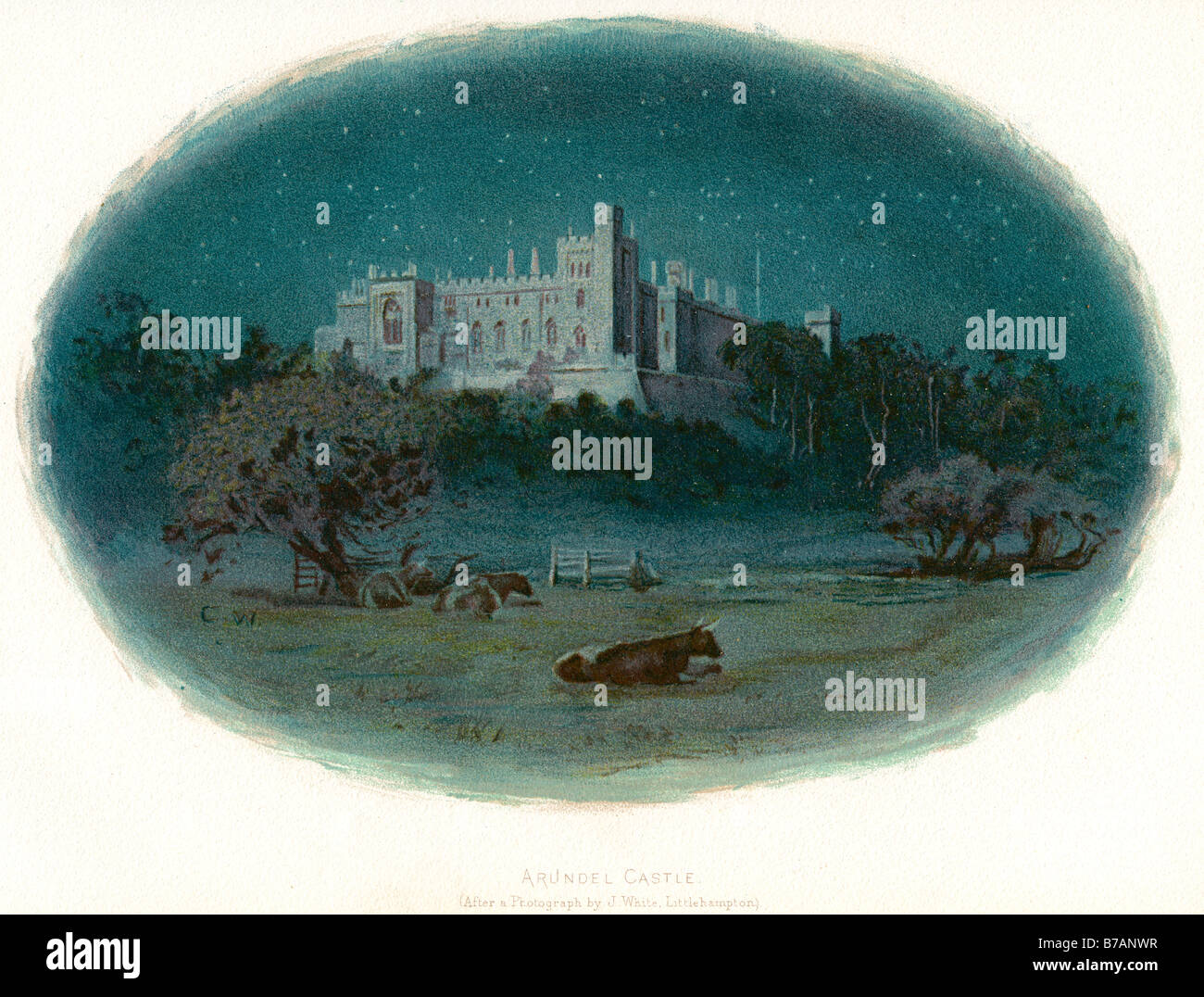 arundel castle catle cow bull farm night Stock Photo - Alamy