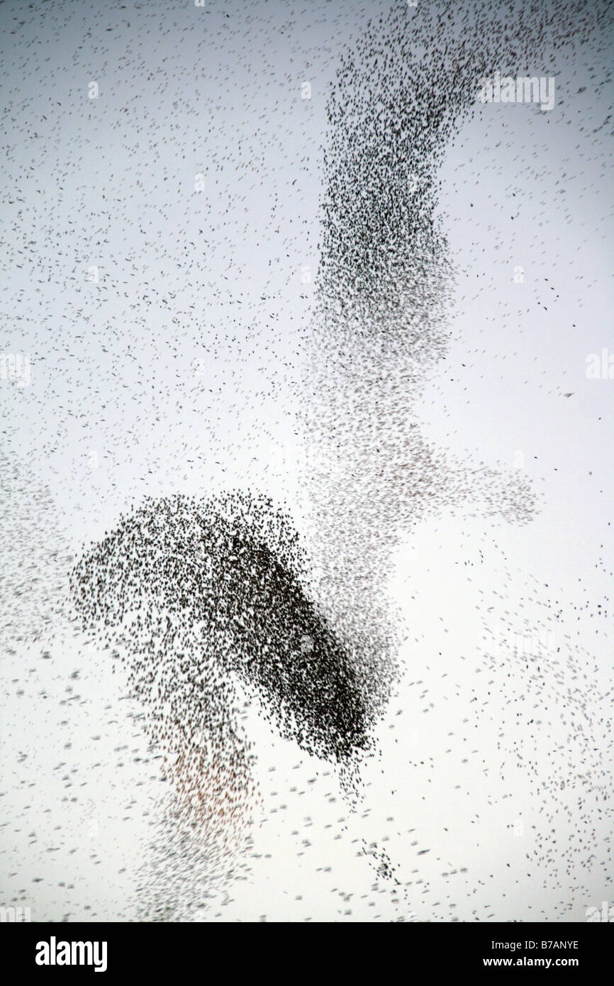 flock of starlings flying formation in evening blue sky Stock Photo - Alamy