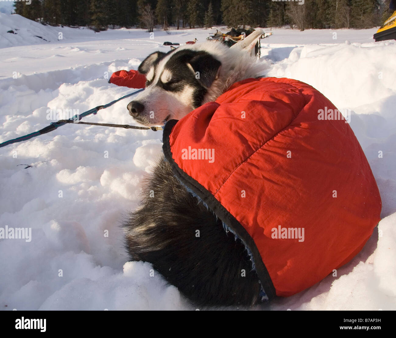 Sled dog, sledge dog resting with warming jacket, Yukon Territory ...