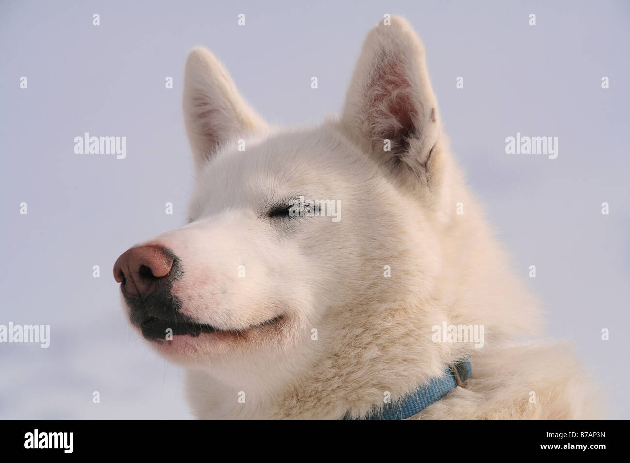 Portrait of a sleepy white husky, sled dog, sledge dog, Lake Laberge ...