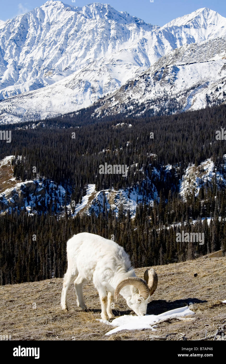 Dall Sheep Ram (Ovis dalli), patch of snow, Sheep Mountain, St. Elias ...