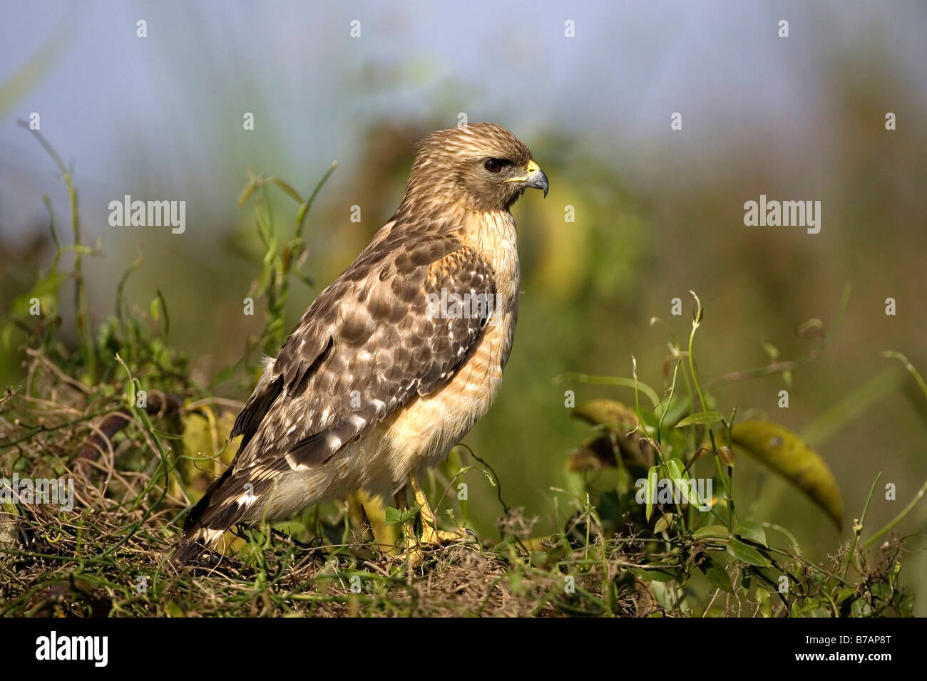 Bussarde Buteo Buteo Buteo Buzzards High Resolution Stock Photography ...