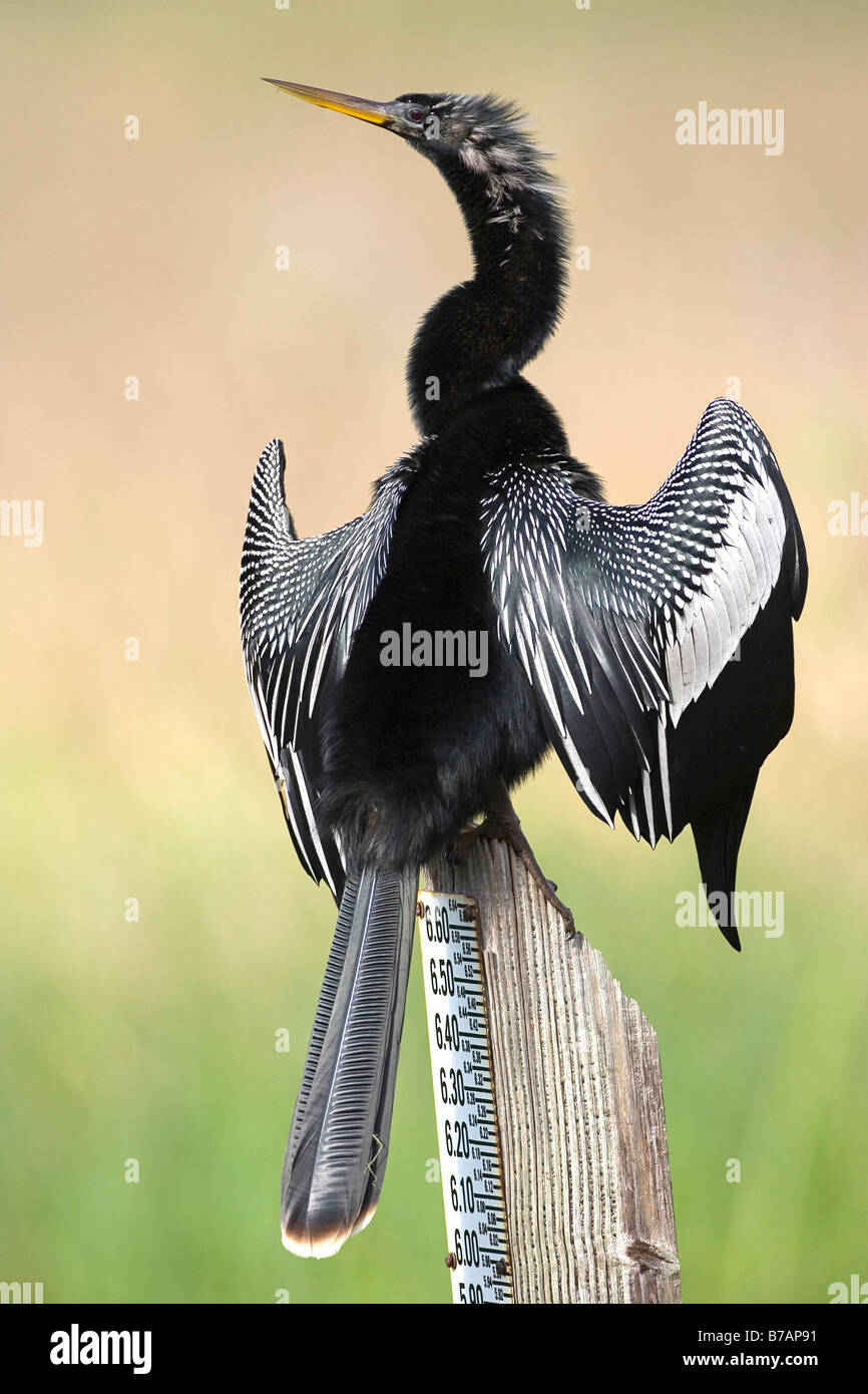 Back view of snake hi-res stock photography and images - Alamy