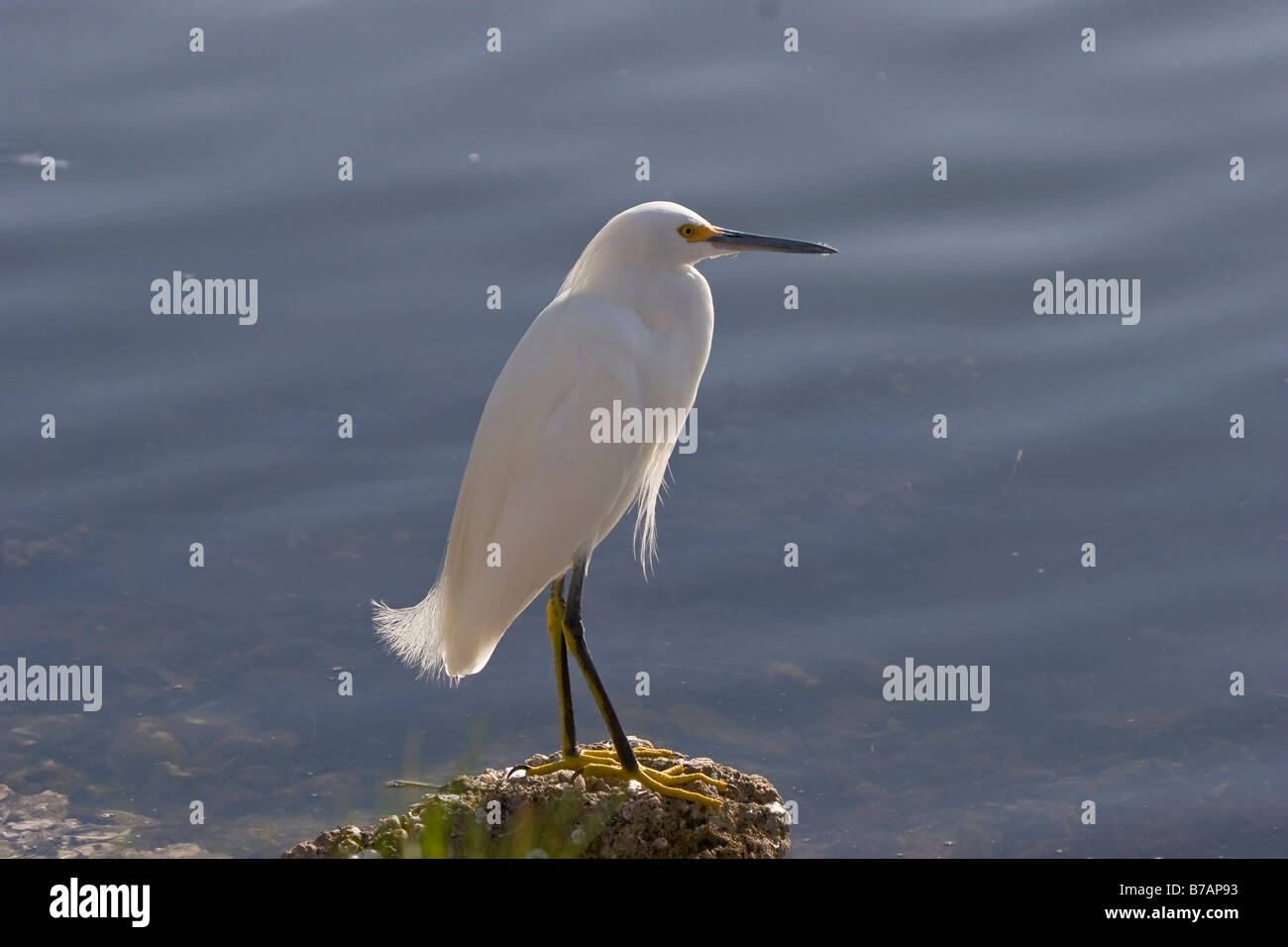 Snowy Egret (Egretta thula Stock Photo - Alamy