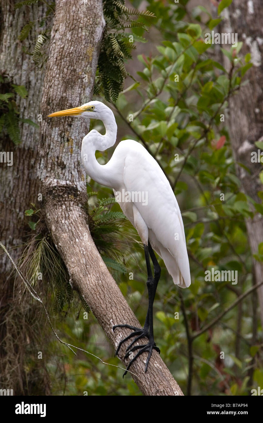 Great Egret (Ardea alba Stock Photo - Alamy