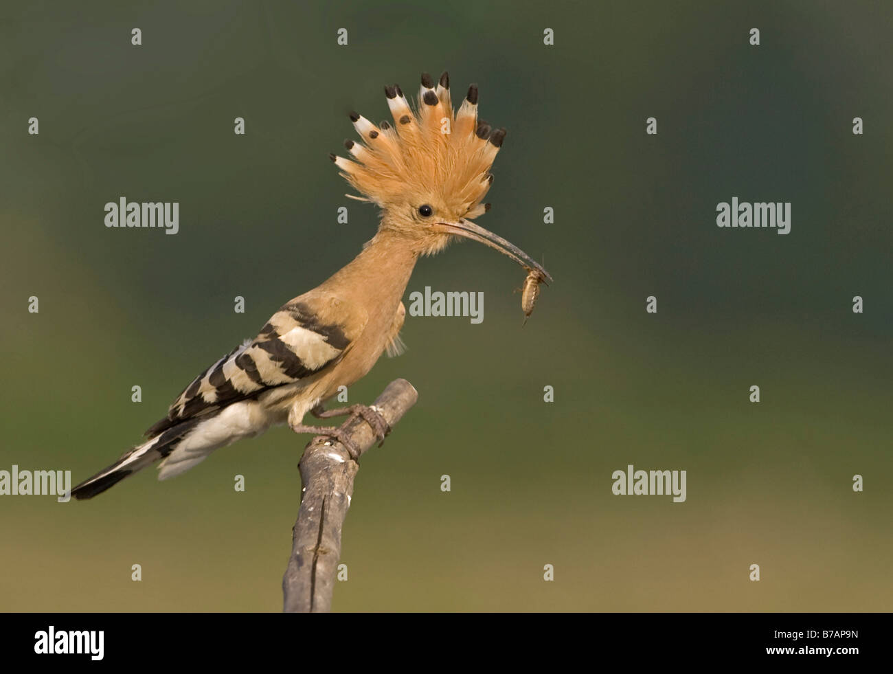 Hoopoe (Upupa epops Stock Photo - Alamy