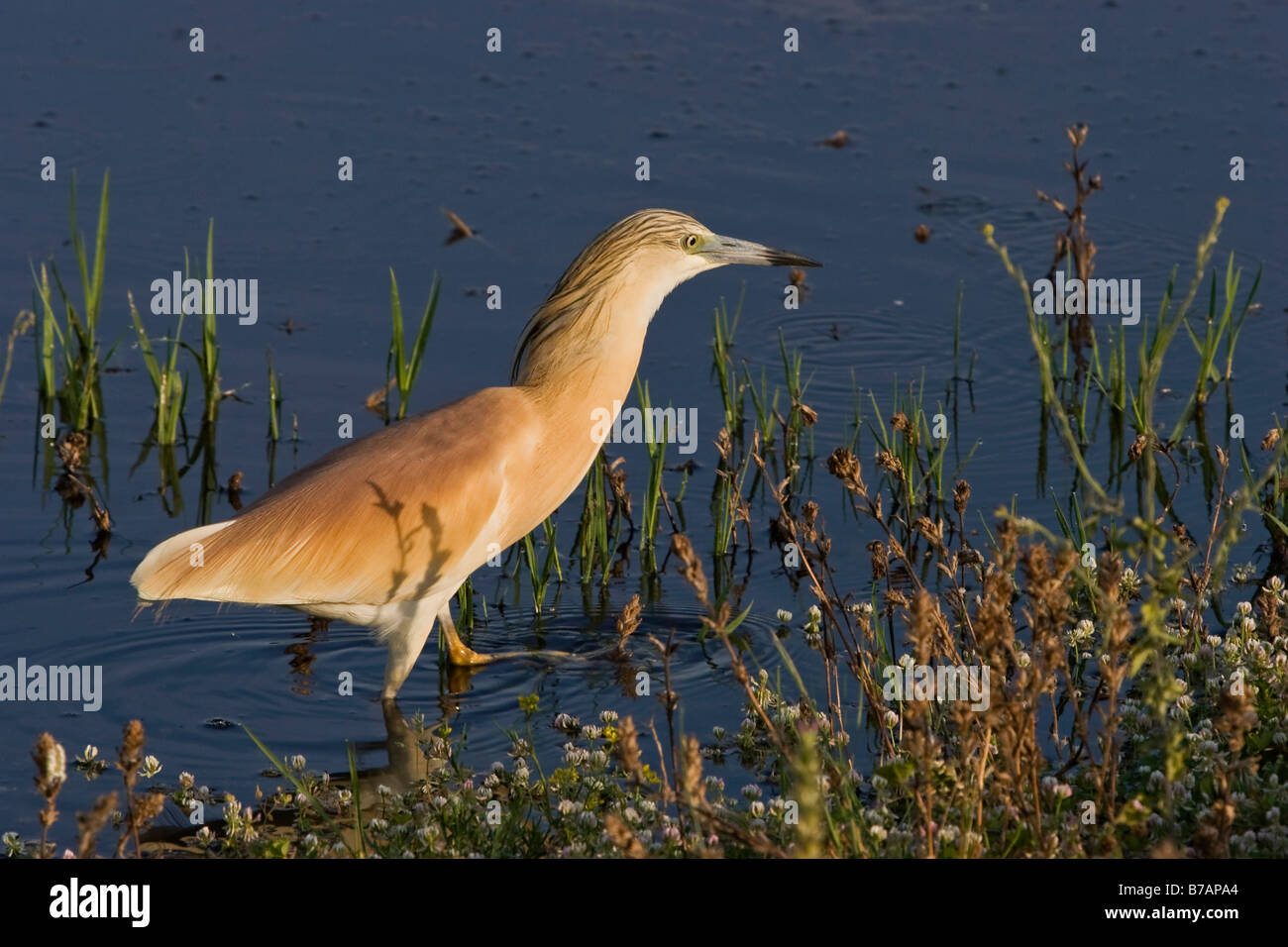 Sqacco Heron (Ardeola ralloides Stock Photo - Alamy