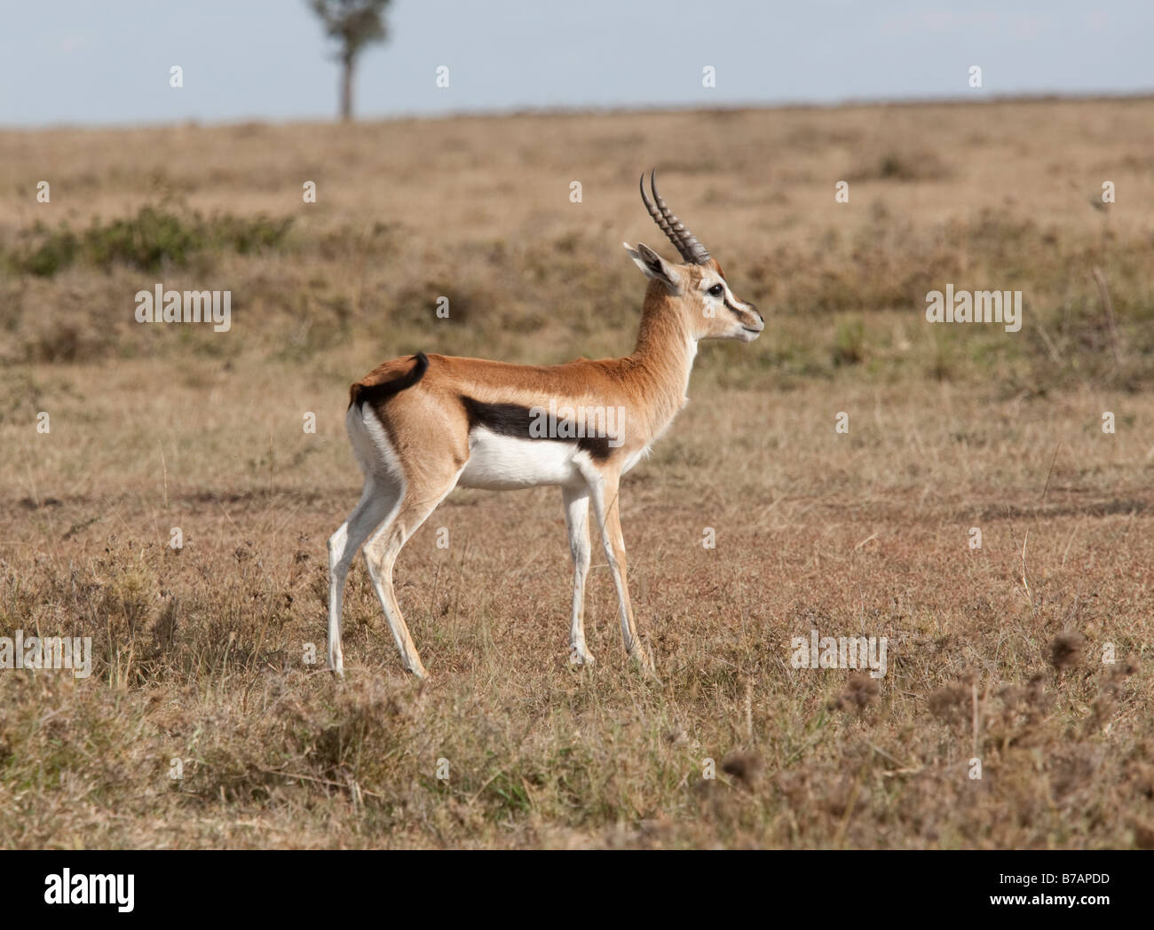 Gazella thomsonii hi-res stock photography and images - Alamy