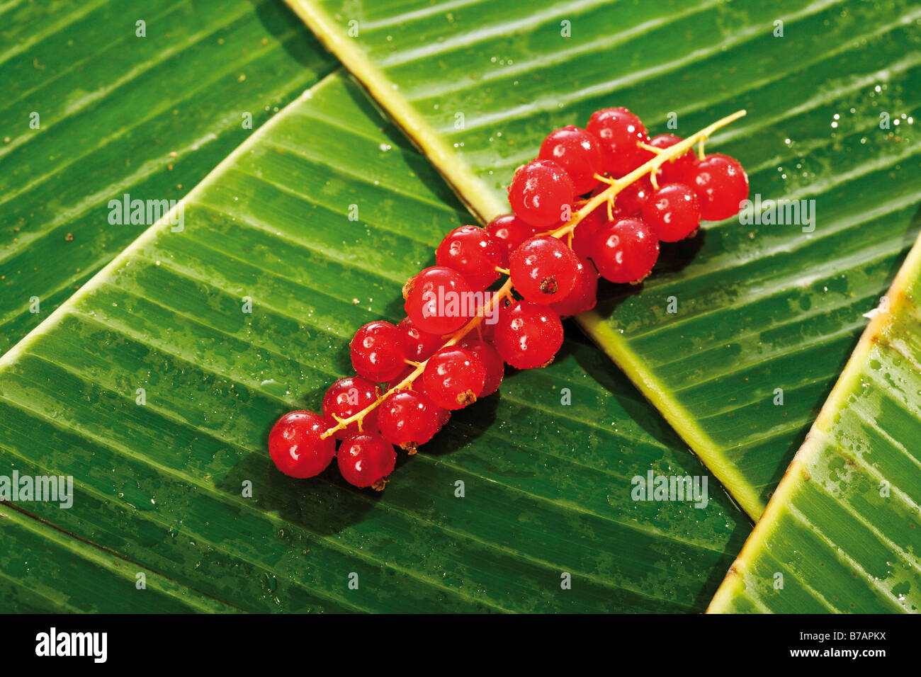 Redcurrants (Ribus rubrum), on banana leaves Stock Photo - Alamy