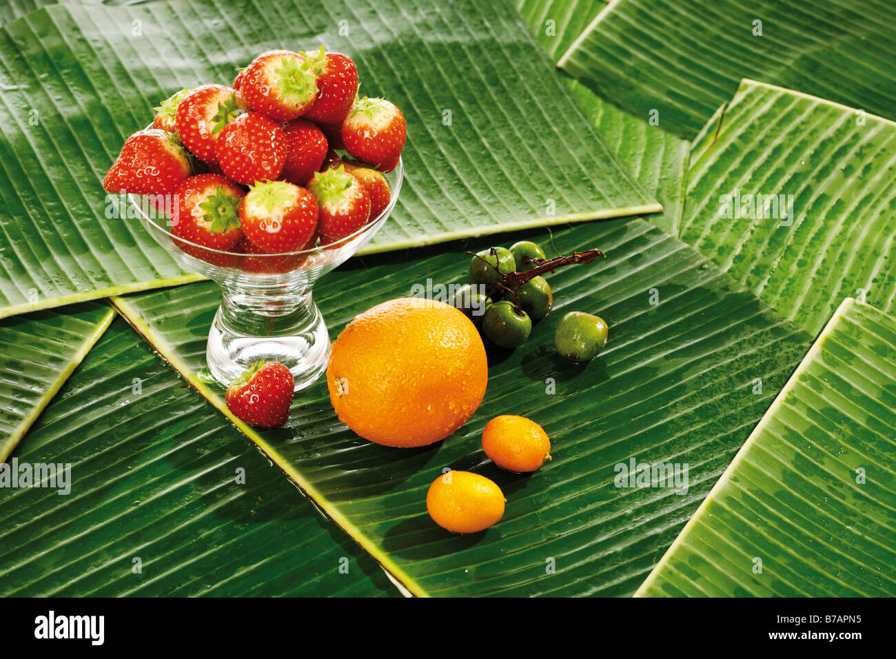 Fragaria chinensis hi-res stock photography and images - Alamy