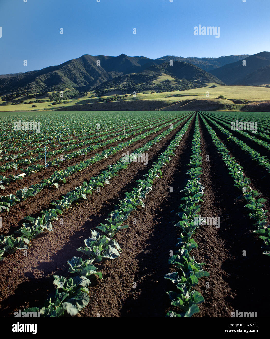 A field of young BROCCOLI grows in CENTRAL CALIFORNIA Stock Photo - Alamy