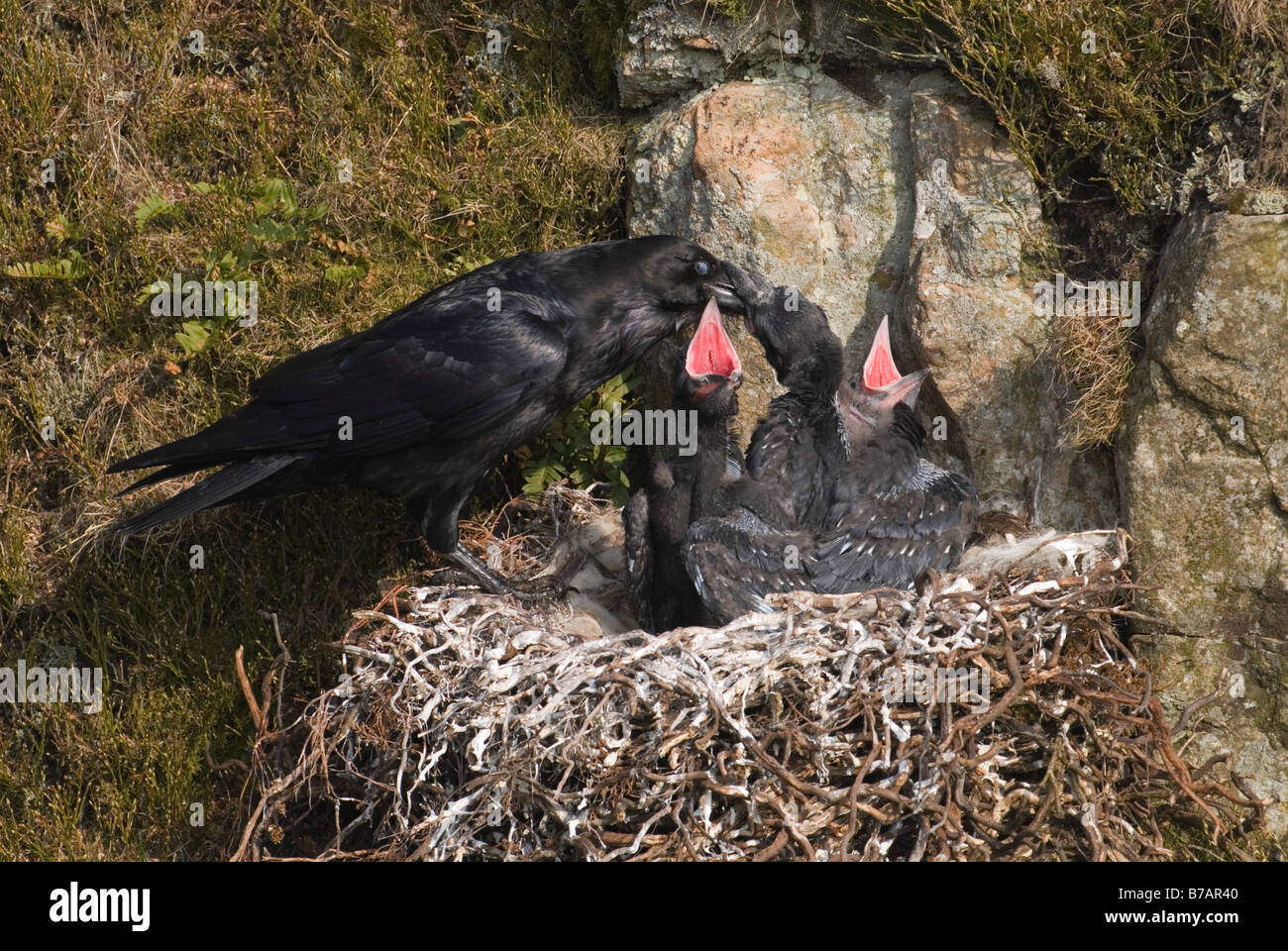 Ravens feeding hi-res stock photography and images - Alamy