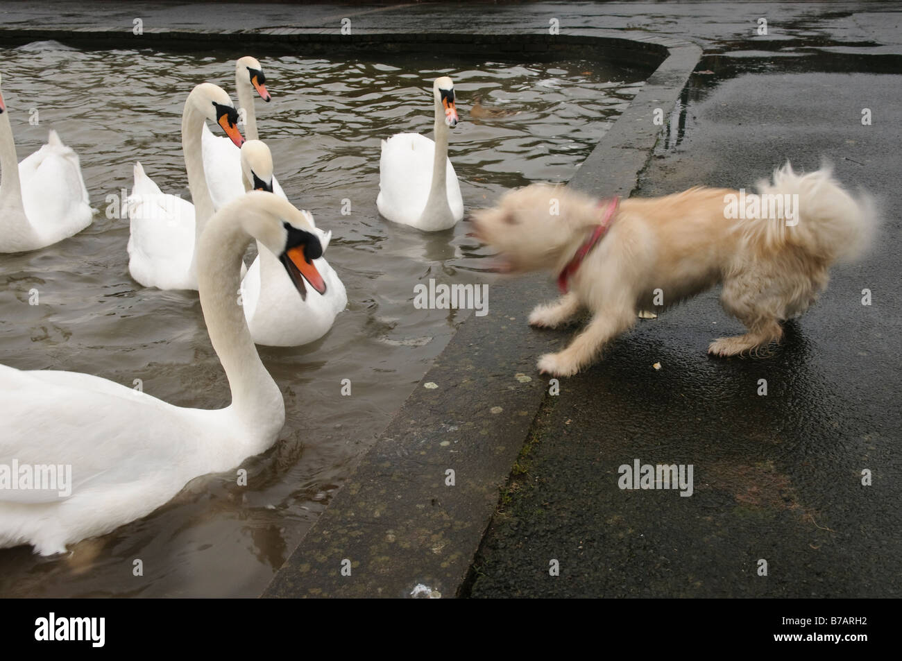 Dog attacking swan hi-res stock photography and images - Alamy