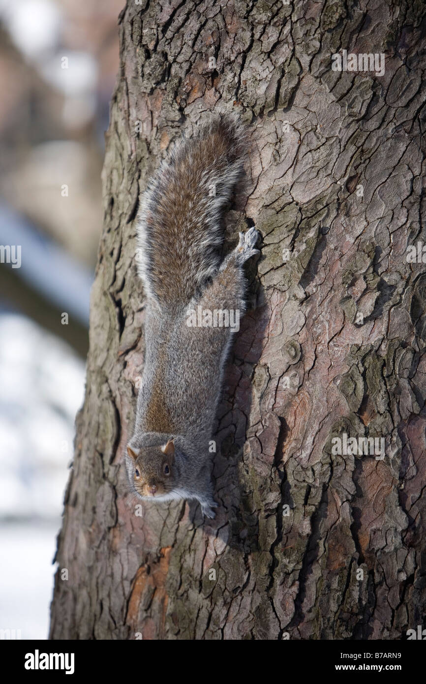 Grey squirrel tree hi-res stock photography and images - Alamy