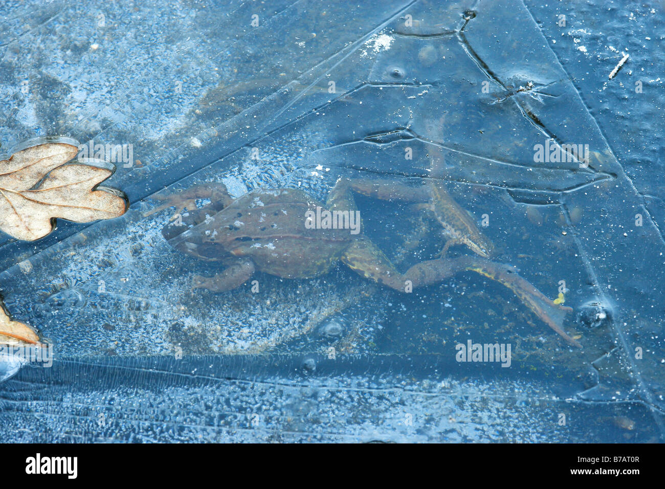 Frogs Jumping On Ice
