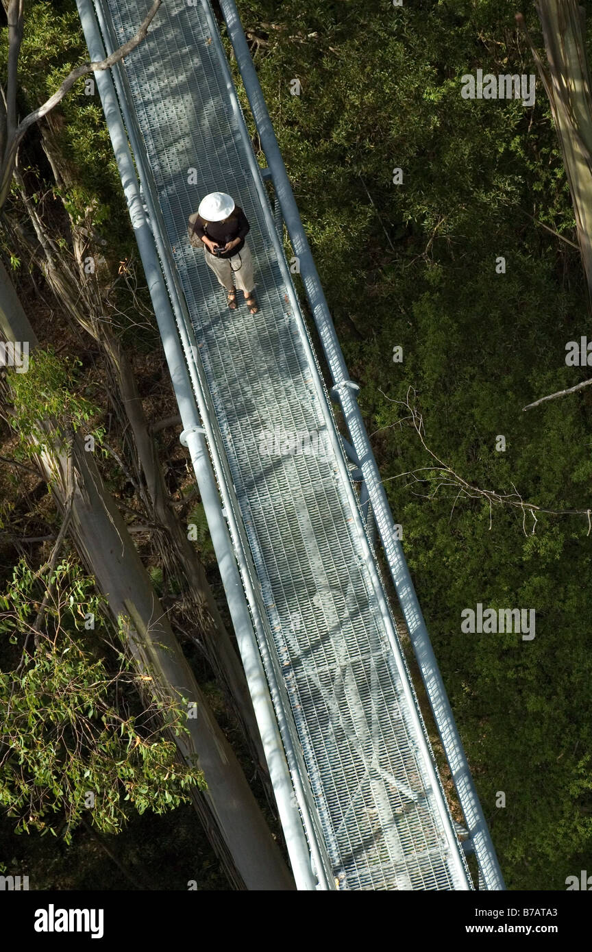 The Otway Fly elevated tree top walk , Otway Ranges , Victoria ...