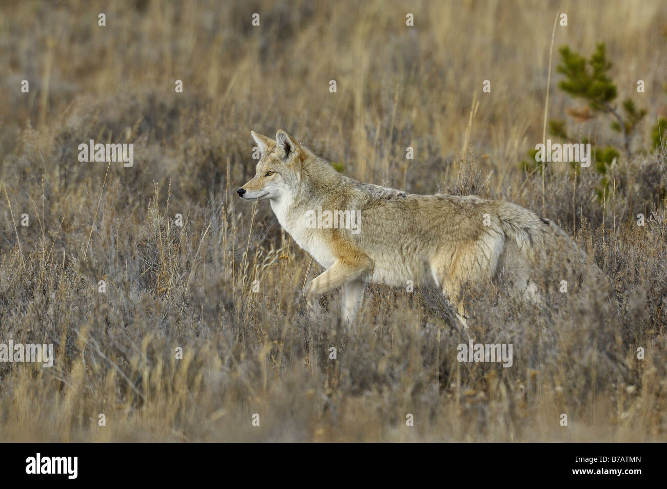 North american mountain coyote hi-res stock photography and images - Alamy