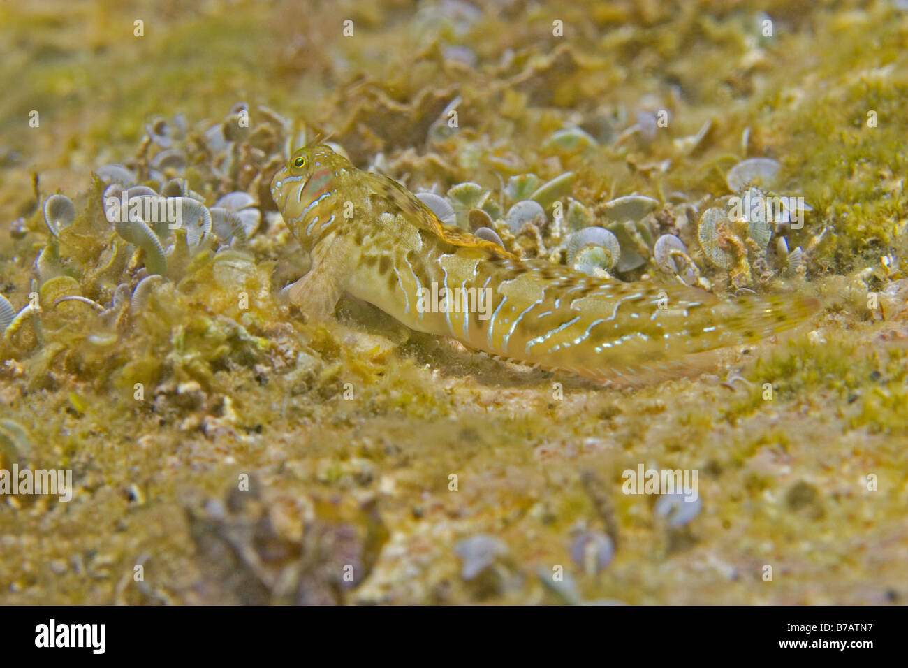 blenny blenniidae at rocky beach,Halkidiki beach Stock Photo - Alamy