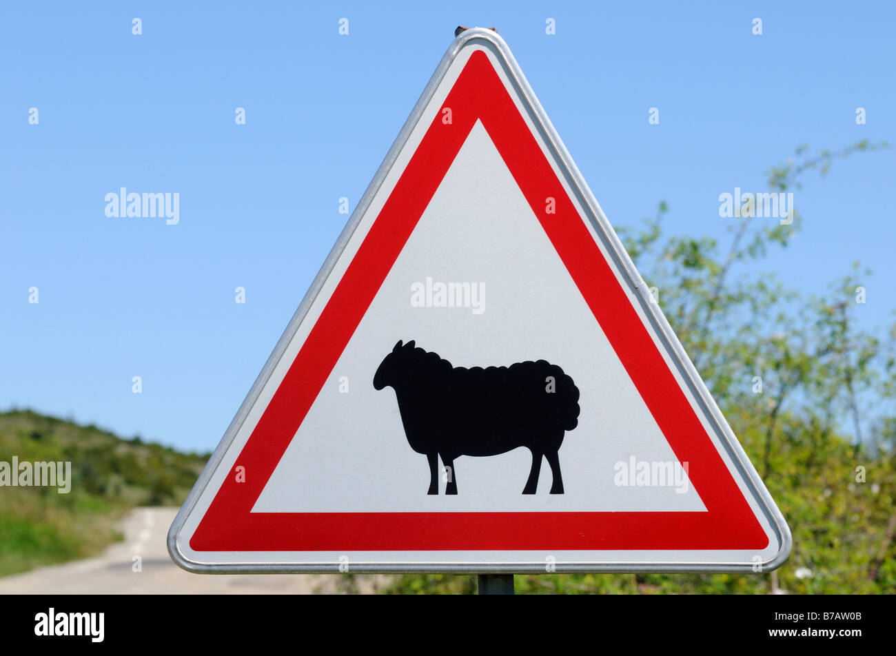 Sheep Crossing Sign Stock Photo - Alamy
