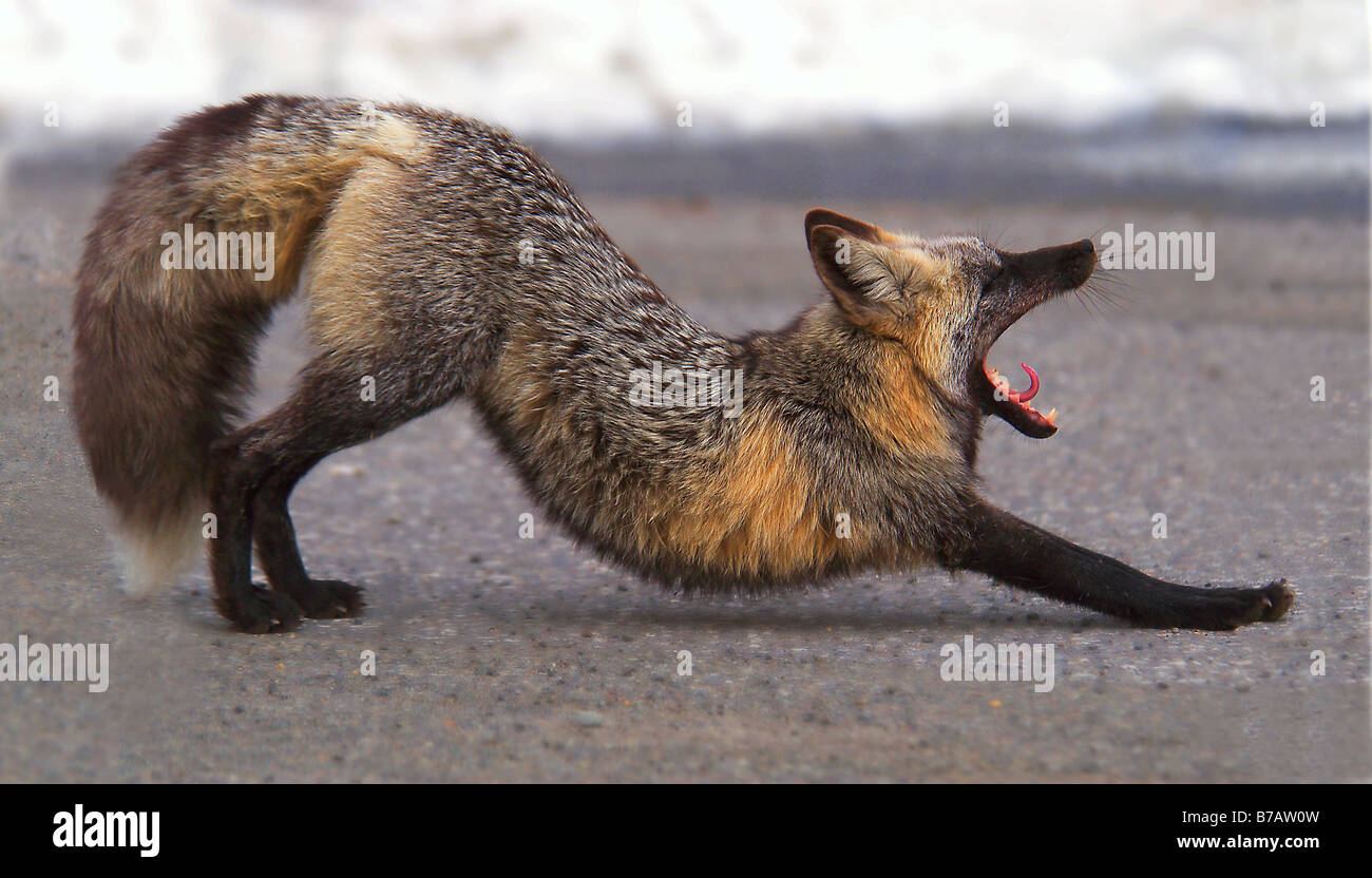 Stretching red fox in Mount Rainier National Park Stock Photo - Alamy