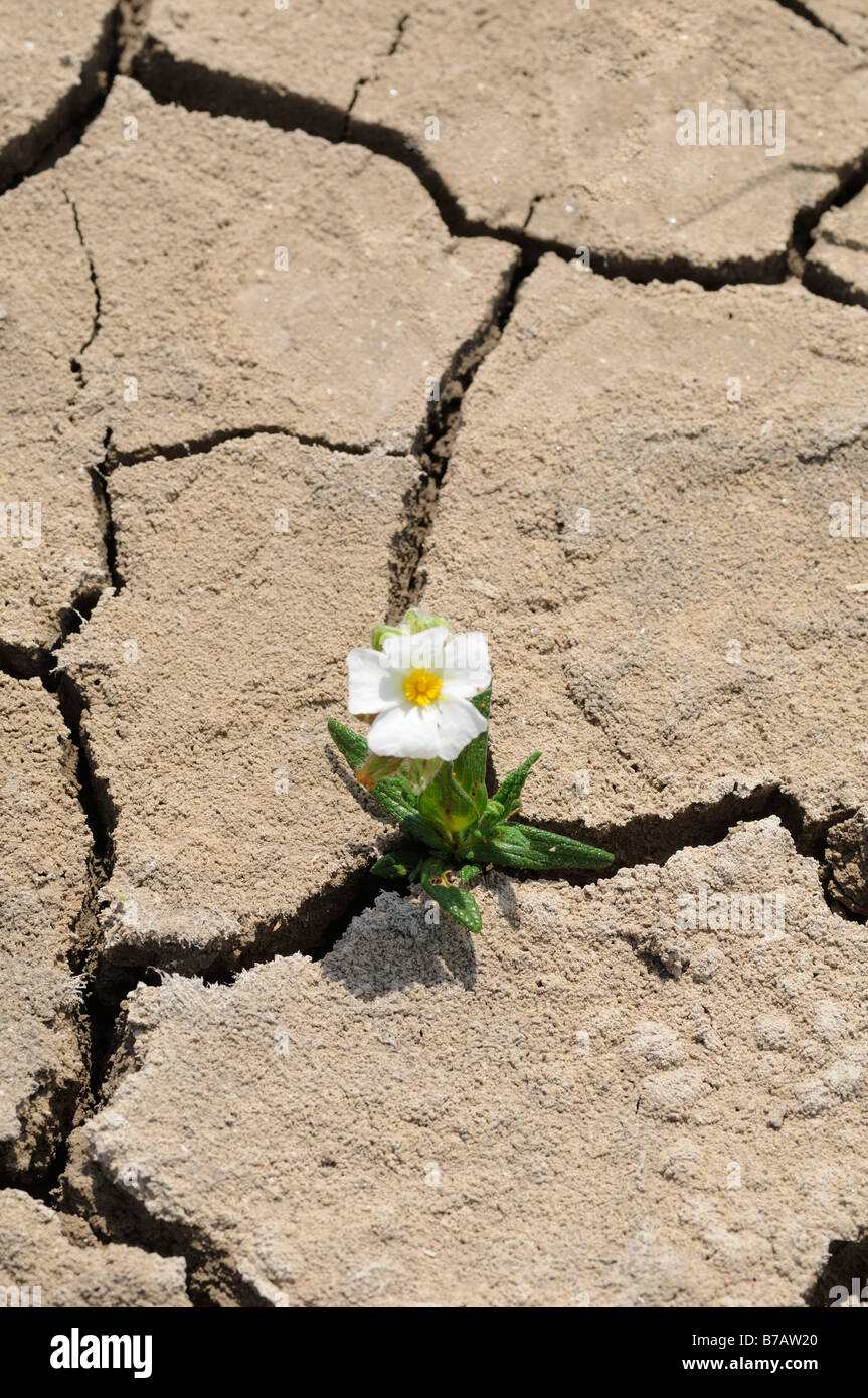 Flower Growing in Cracked Earth Stock Photo - Alamy