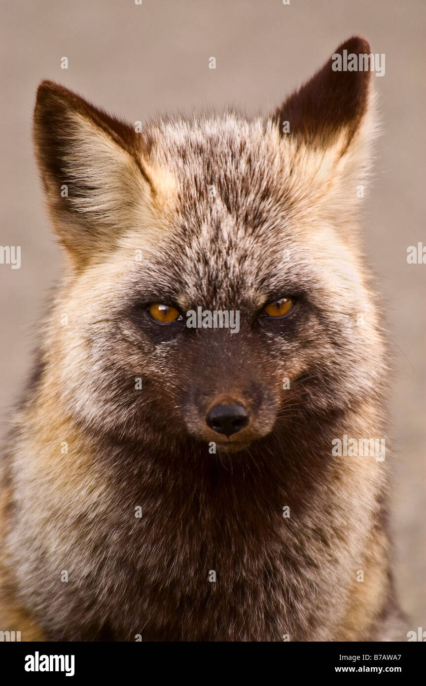 Red fox in Mount Rainier National Park Stock Photo - Alamy