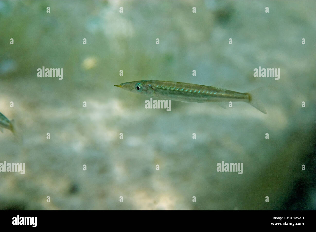 young belone belone swimming at shallow waters Stock Photo - Alamy