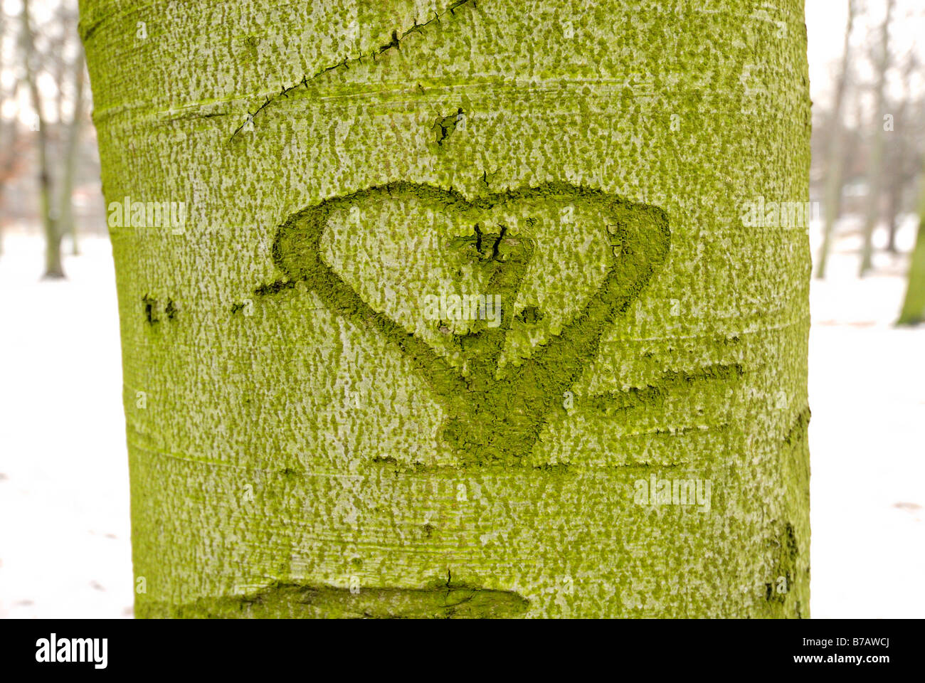 Hearth symbol on tree hi-res stock photography and images - Alamy