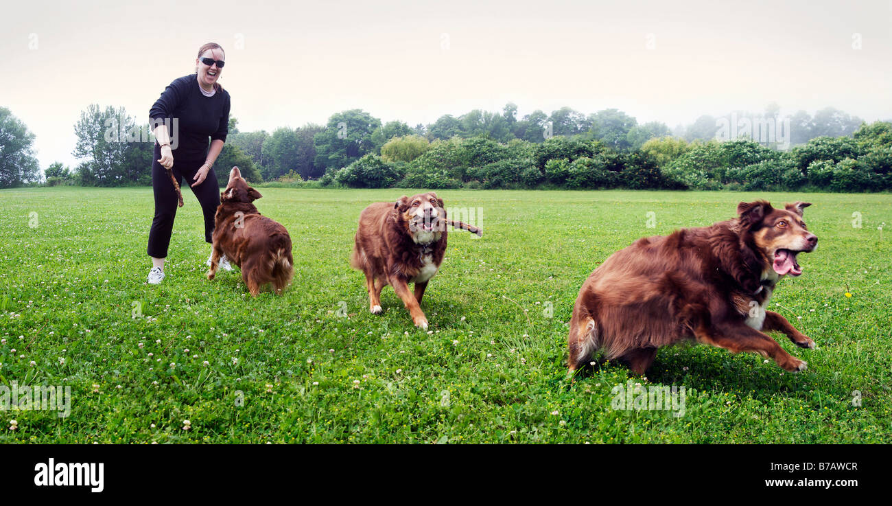 Multiple pose dog hi-res stock photography and images - Alamy