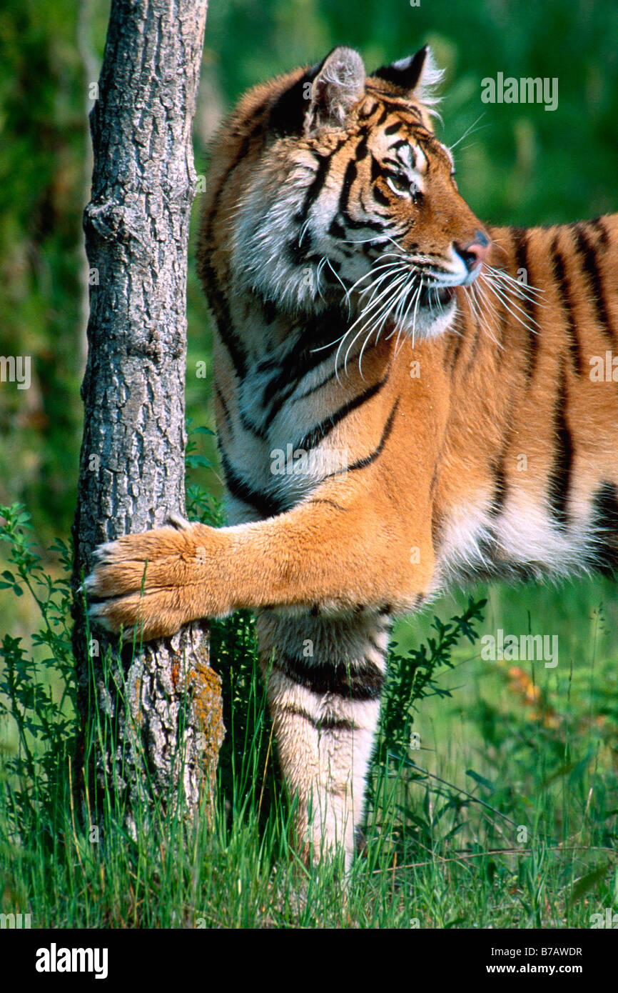 Siberian tiger poses next to a tree - controlled conditions Stock Photo ...