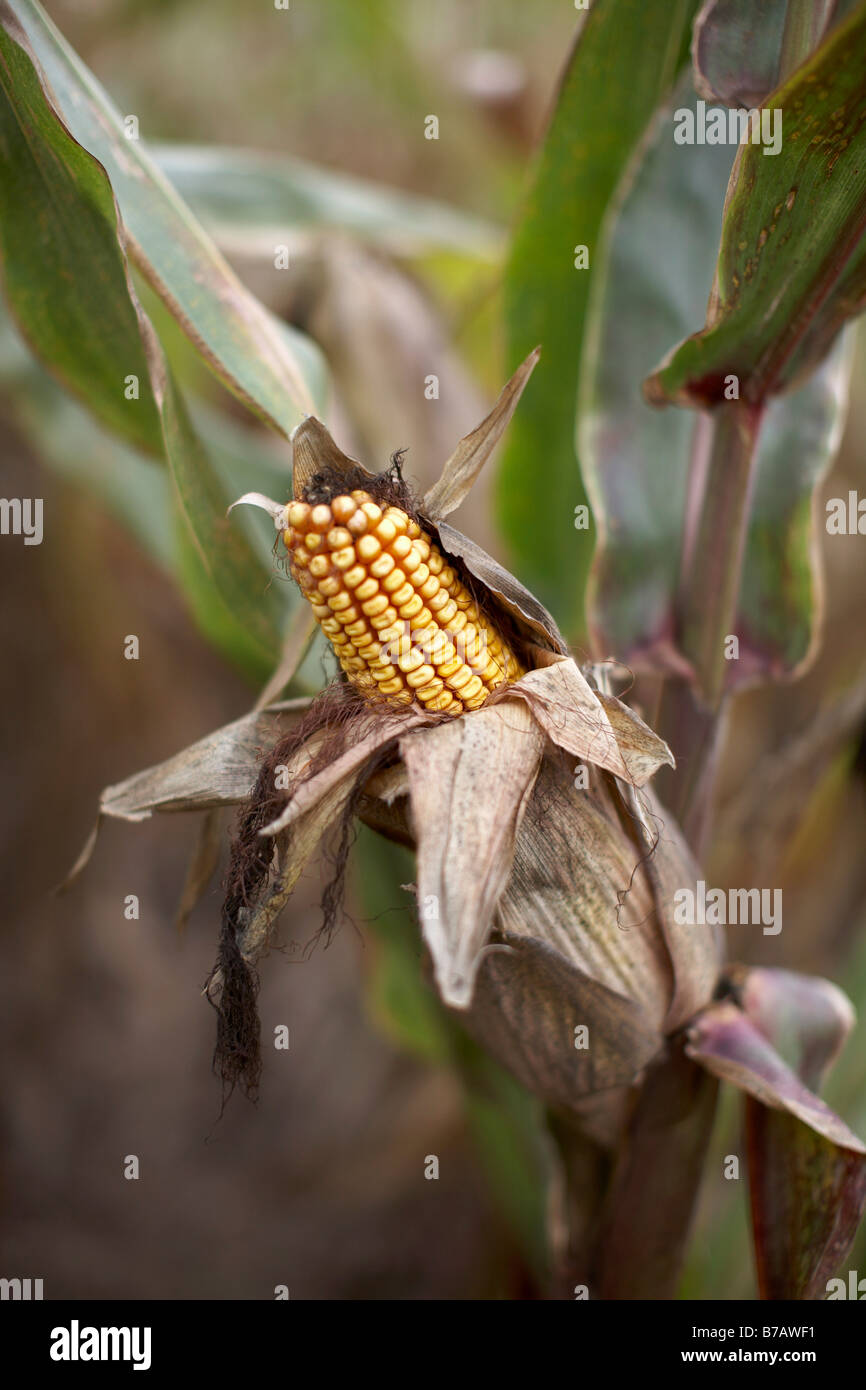 Canada ontario corn hi-res stock photography and images - Alamy