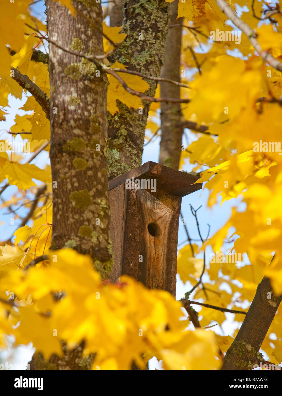 Bird hide handmade hi-res stock photography and images - Alamy