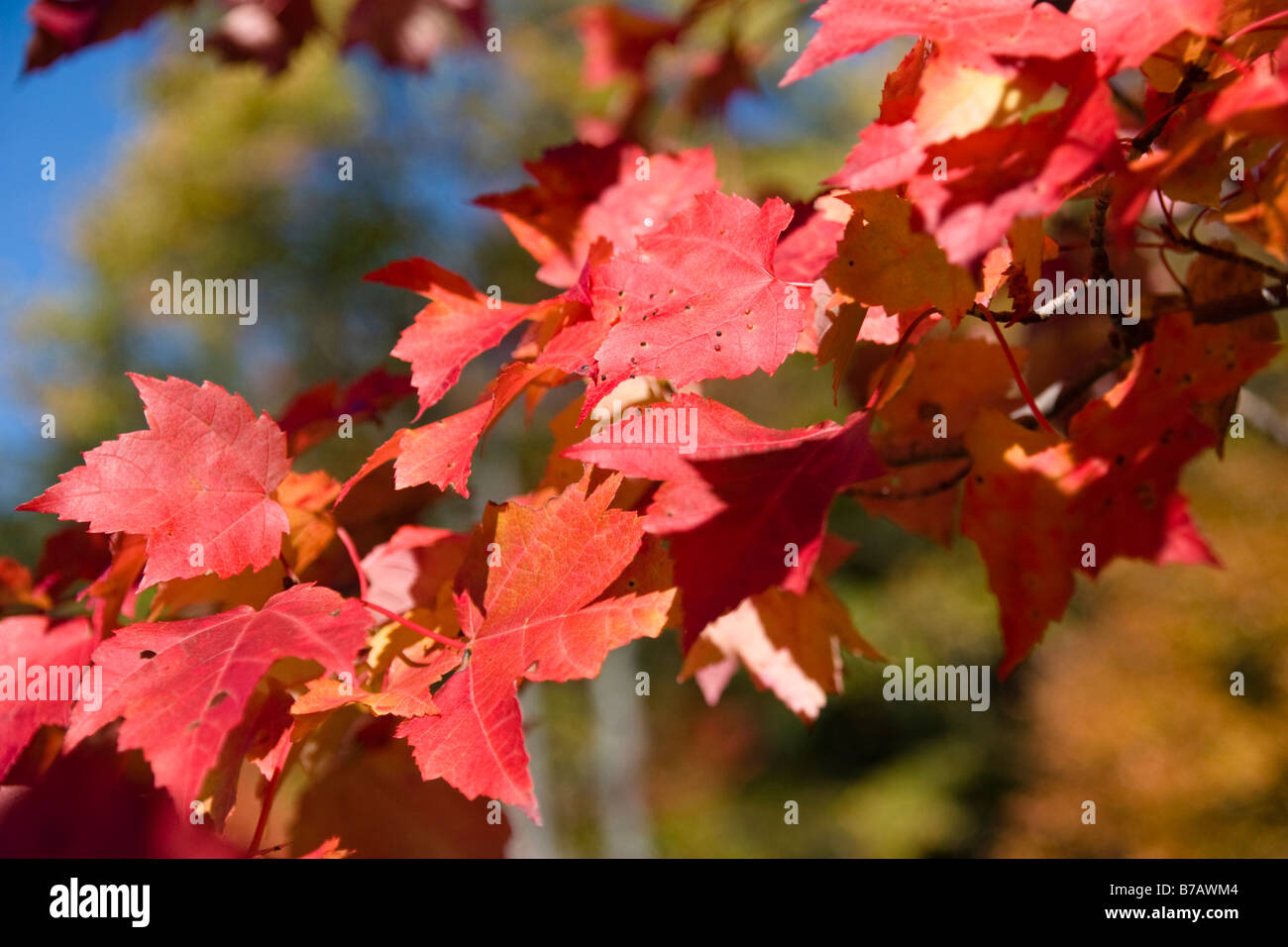 Colourful maple leaves in the fall in New hampshire New England USA ...