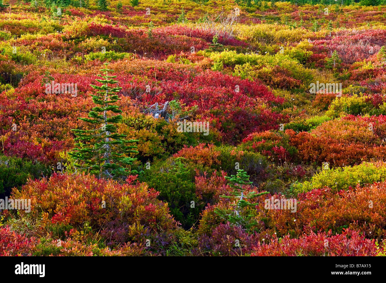 Fall foliage by mount washington hi-res stock photography and images ...