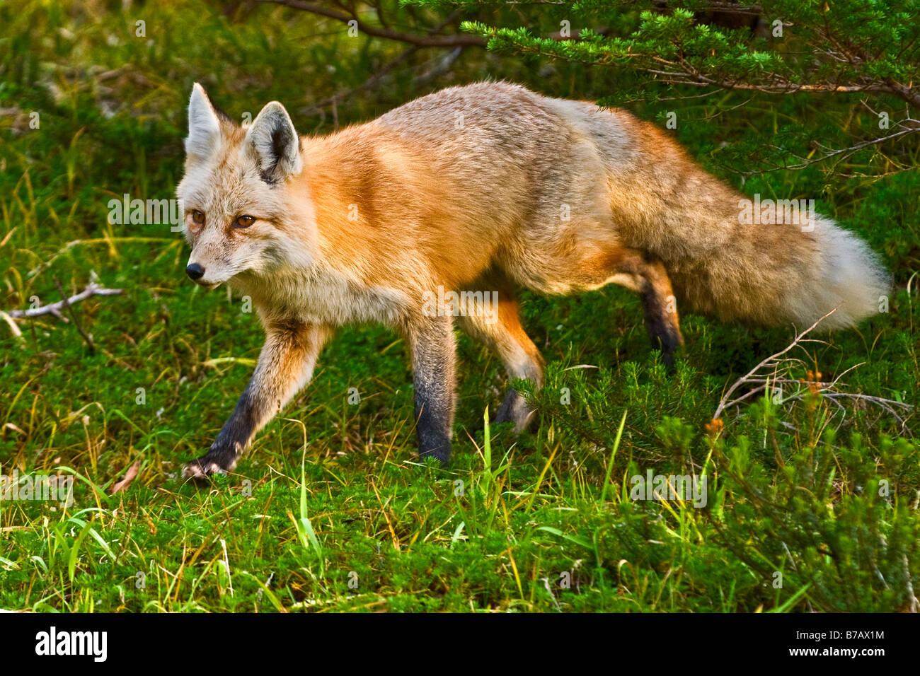 Red fox in Mount Rainier National Park in the fall Stock Photo - Alamy