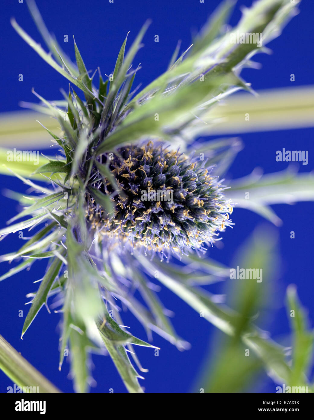 Eryngium Sea Holly Thistle, Purple Thistle against a Blue Background ...