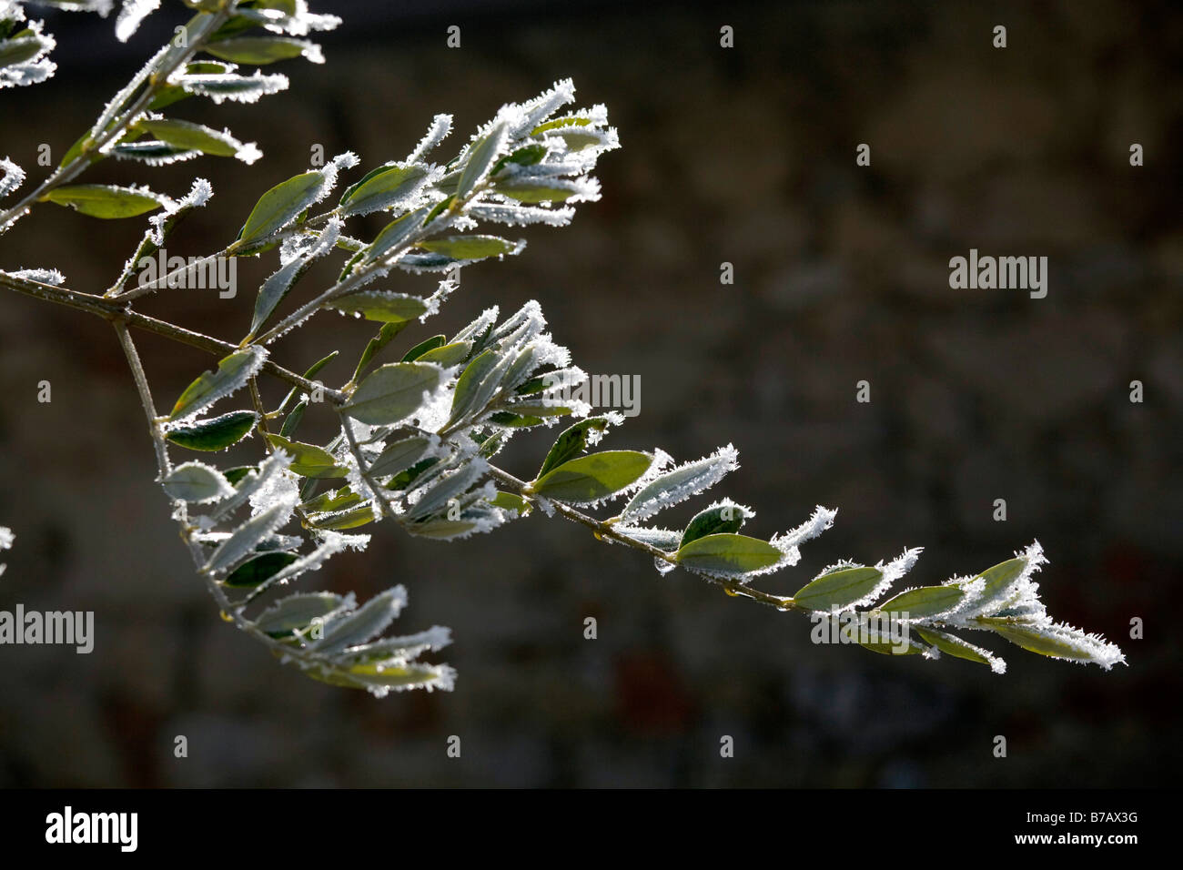 frozen olive branch, frozen peace symbol, olive branch, cold, winter ...